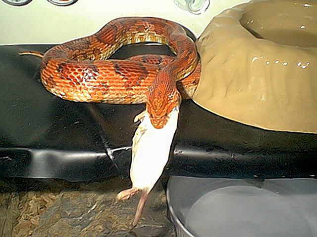 Jack’s corn snake’s website!: corn snake eating